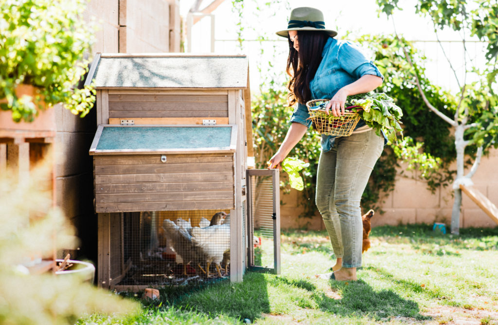 Raising Backyard Chickens for beginners - Radish Mama